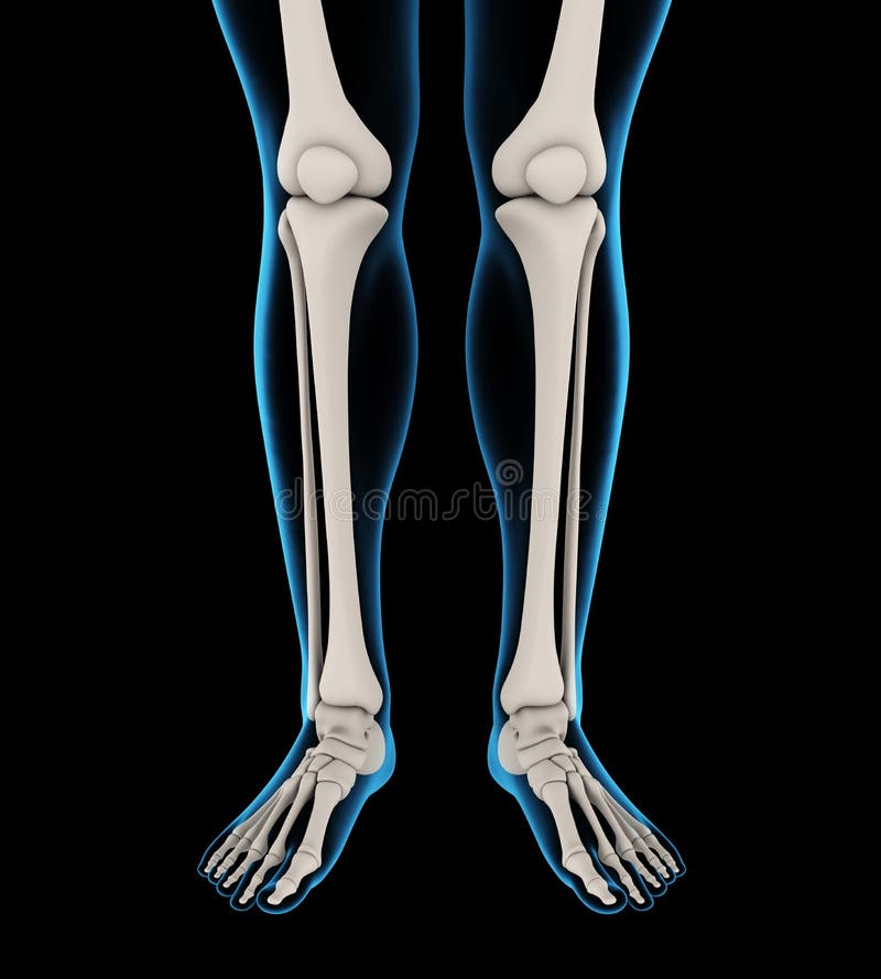 Ossa umane della gamba illustrazione vettoriale. Illustrazione di ...