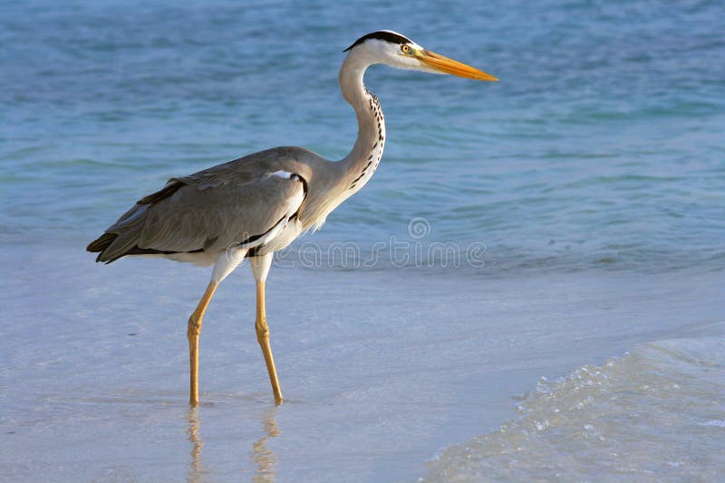 La garza común imagen de archivo. Imagen de amamanta - 25112187