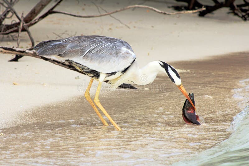 La garza común imagen de archivo. Imagen de amamanta - 25112187
