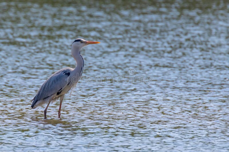 La Garza Gris De Caza Ardea Cinerea Agua De Garza Gris Foto de archivo ...
