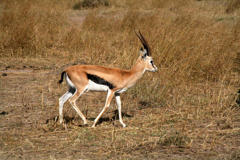 La gazelle de Thomson photo stock. Image du impala, herbe - 4249576