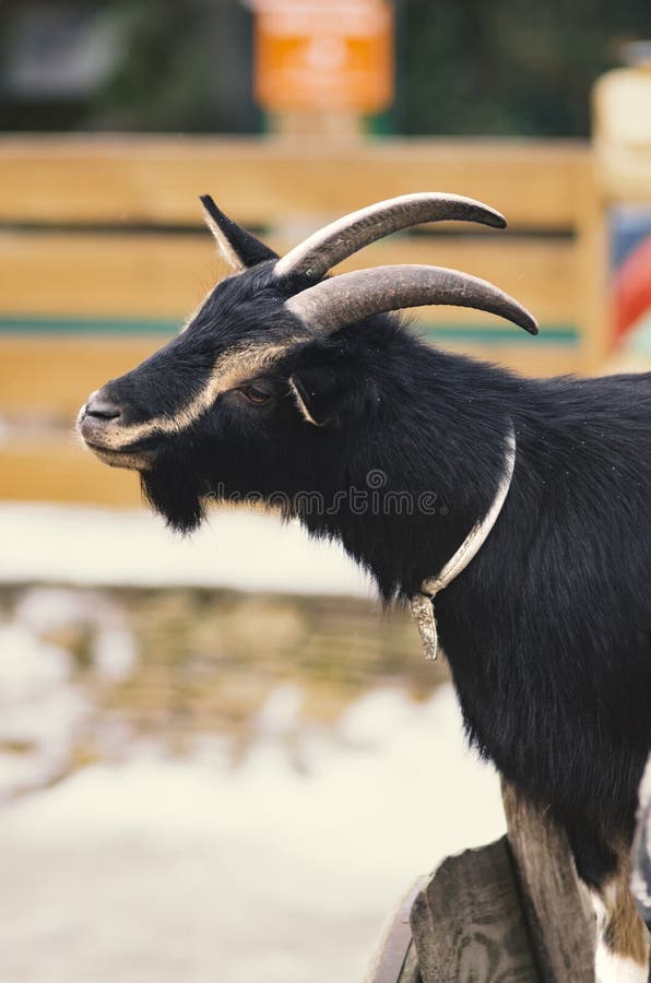 Giovane Capra Nera Con Una Barba Immagine Stock - Immagine di liscio ...
