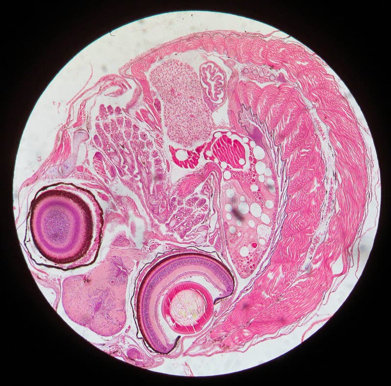 La gonade e l'embrione immagine stock. Immagine di organismo - 27500569