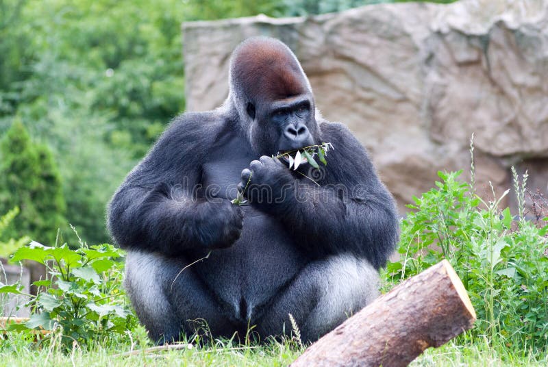 Gorilla Che Mastica Faccia