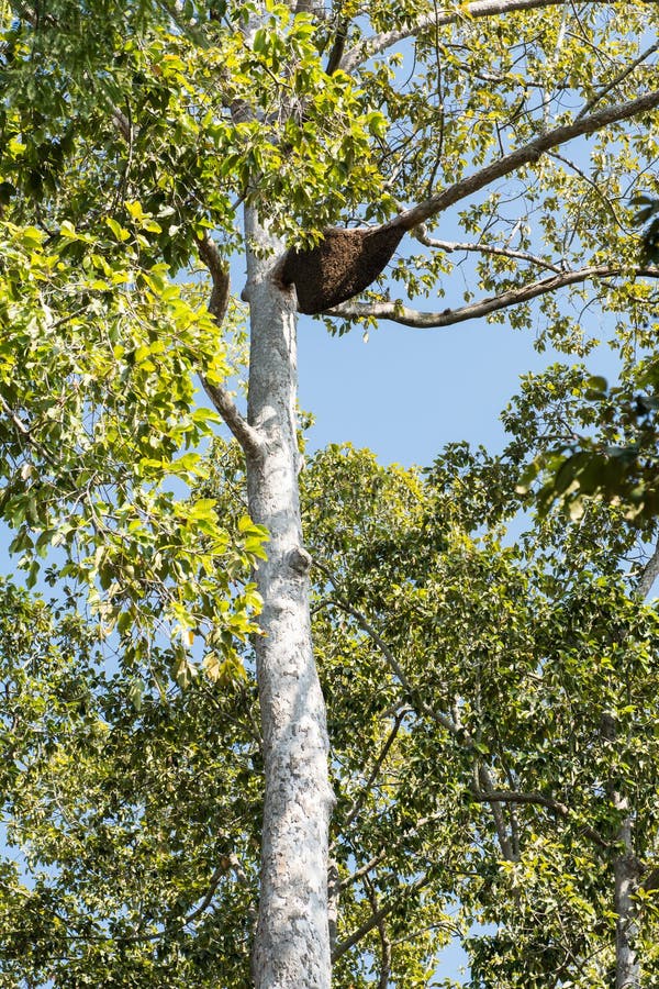 La Grande Ruche Sur Le Haut Arbre Image stock - Image du honeycomb ...