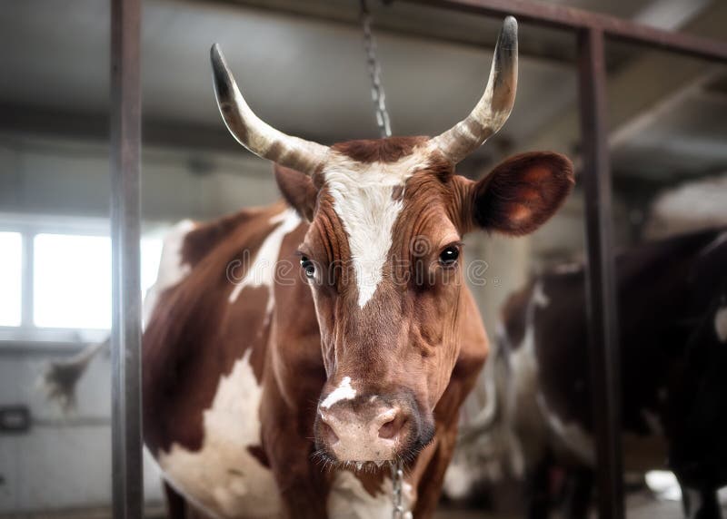 La granja de la vaca foto de archivo. Imagen de ganados - 77081756