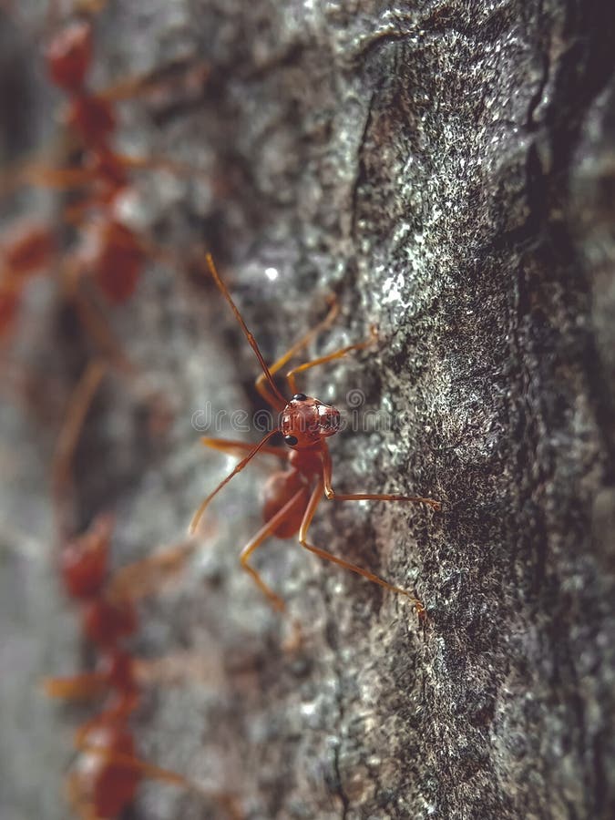 La Grosse Fourmi Rouge Montre Ses Crocs Photo stock - Image du parasite ...