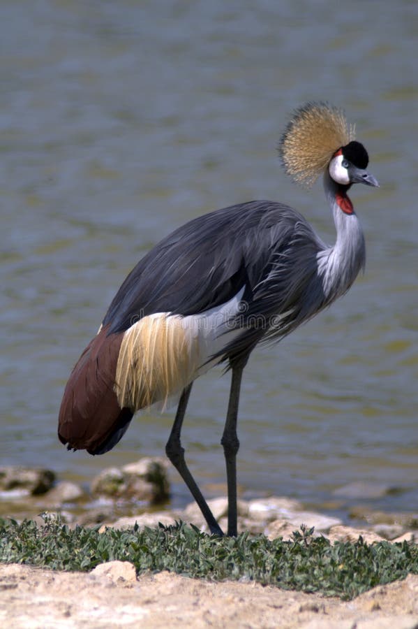 Gru Grigia Della Parte Superiore Dell'uccello Fotografia Stock ...