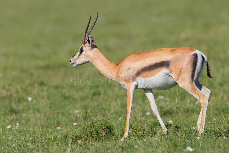 La Hembra Concede Caminar De La Gacela Foto de archivo - Imagen de ...
