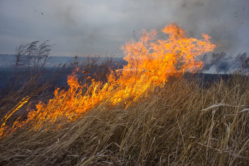 Quemaduras De Pasto Seco . Pastos Y Prados En El Campo. Un Desastre ...