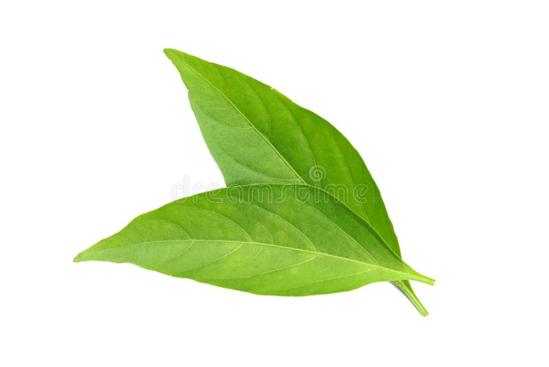La Hoja De Chile Aislada En Un Fondo Blanco Imagen de archivo - Imagen ...