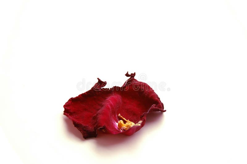 La Hoja De Rose Imagen. Imagen: 2321419