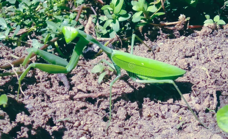 La Imagen De La Mantis Rezadora Imagen de archivo - Imagen de ...