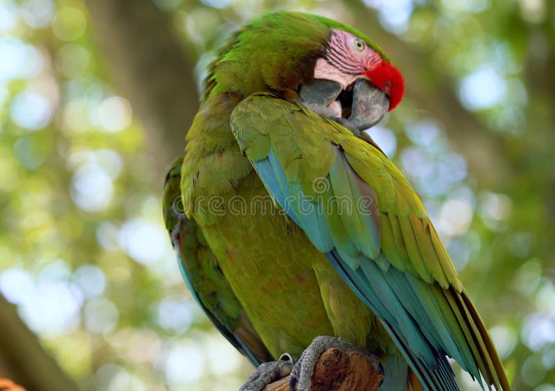 La Imagen Muestra Un Hermoso Loro Foto de archivo - Imagen de belleza ...