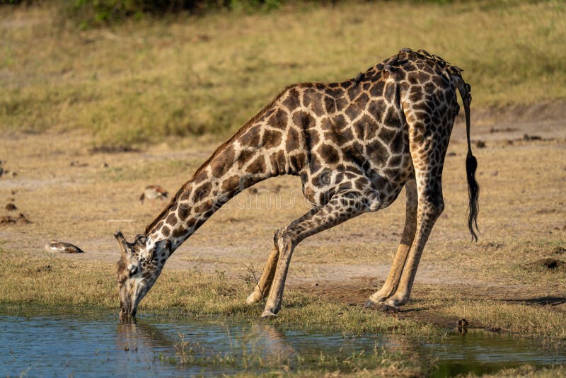La Jirafa Del Sur Se Dobla Para Beber Agua Foto de archivo - Imagen de ...