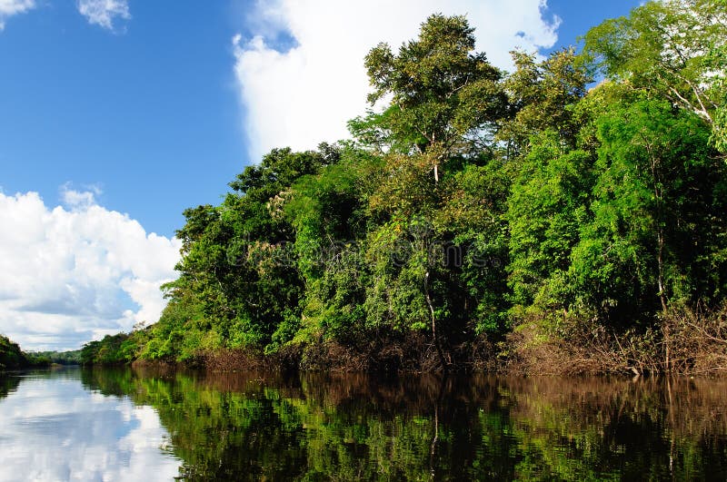 La jungle amazonienne photo stock. Image du amazone - 111639428