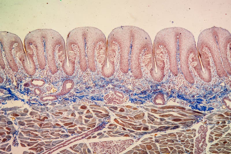 La Langue Avec Des Papilles De Papilles Image stock - Image du ...