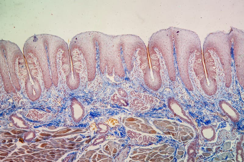 La Langue Avec Des Papilles De Papilles Image stock - Image du ...