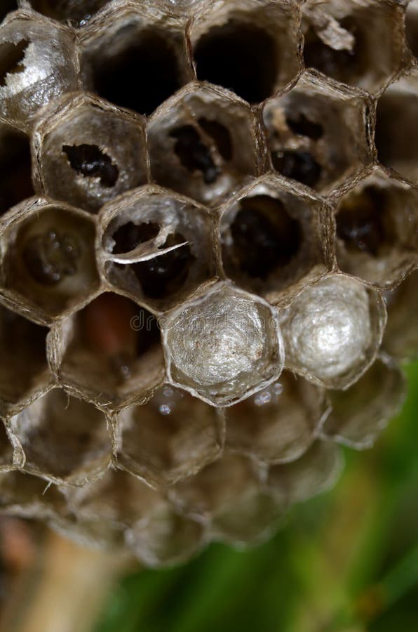 La Larva Del Calabrone Nel Nido Fotografia Stock - Immagine di nido ...