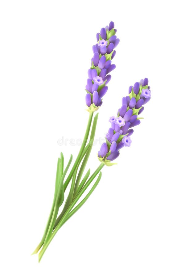La Lavanda Florece El Ejemplo Del Vector Ilustración del Vector ...
