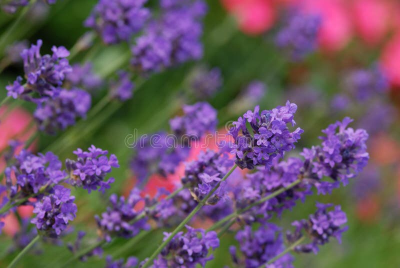 Lavanda rosada imagen de archivo. Imagen de flores, primer - 33057111