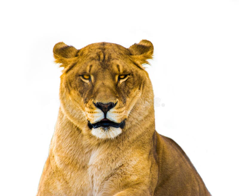 La leona foto de archivo. Imagen de esto, grande, orgullo - 74073098