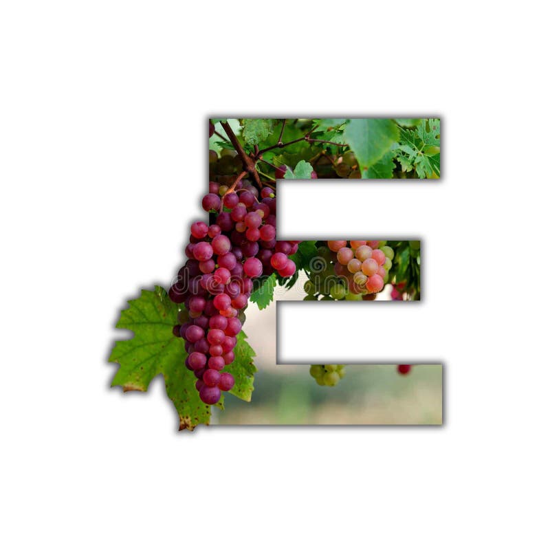 La Letra E Hizo De Uvas Reales Imagen de archivo - Imagen de hoja, cubo ...