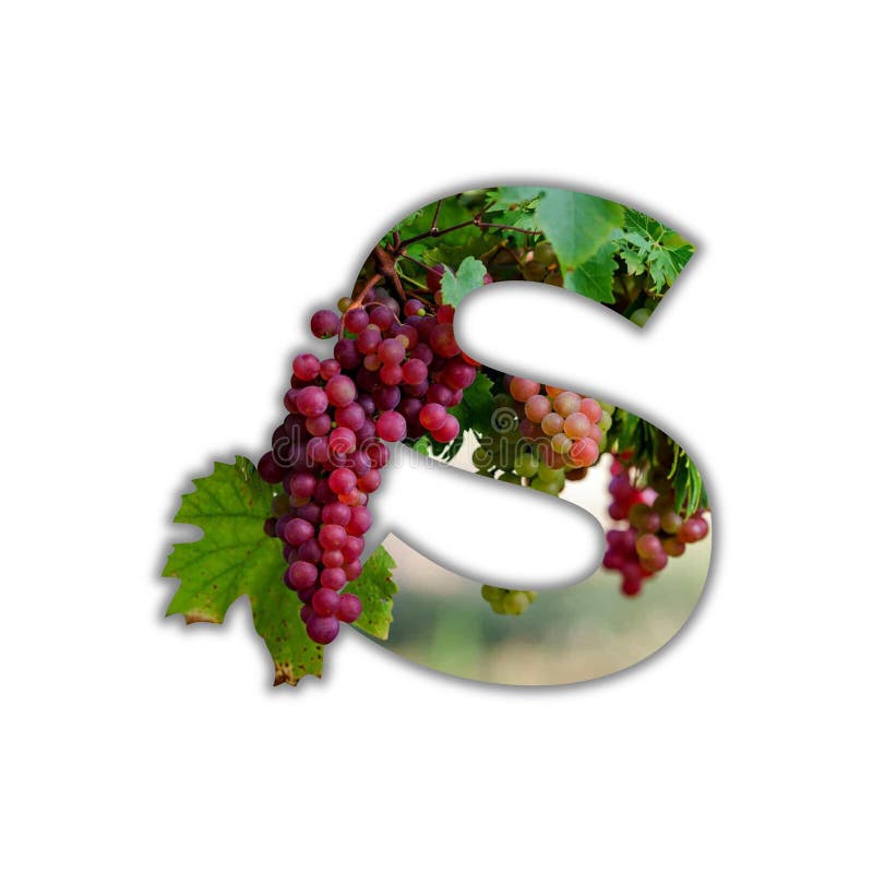 La Letra V Hizo De Uvas Reales Foto de archivo - Imagen de alfabeto ...