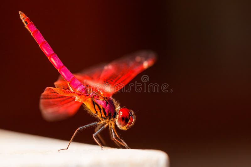 La Libellule Rouge Est Posée Sur Une Pierre Blanche Image stock - Image ...
