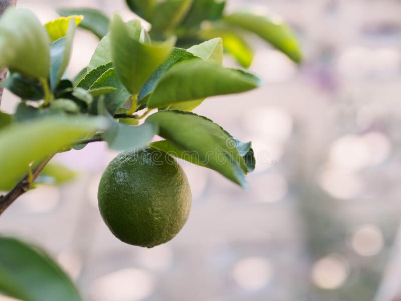 Árbol de lima agria foto de archivo. Imagen de flora - 29721434