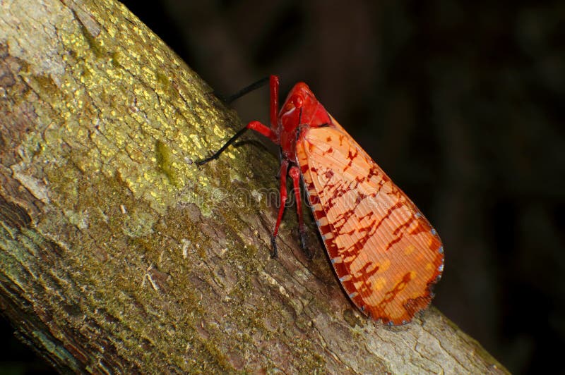 Lanternflies Hermoso, Insectos De La Linterna, Fulgoridae Imagen de ...