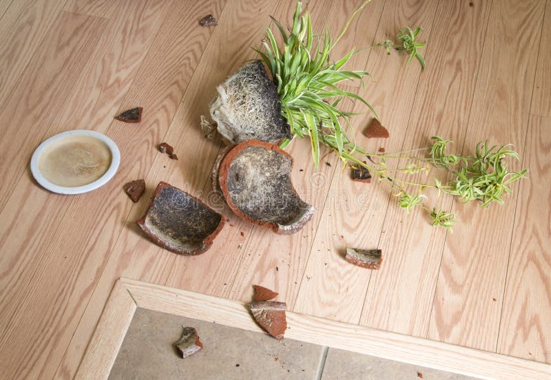 Maceta rota imagen de archivo. Imagen de planta, fractura - 62468229