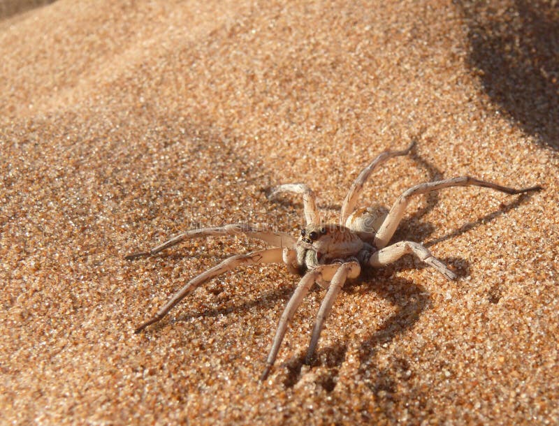 Ragno Del Cacciatore In Australia Occidentale Fotografia Stock ...