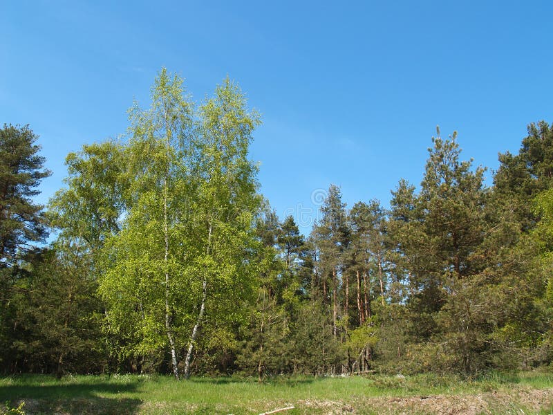 La Madera Mezclada De La Primavera Imagen de archivo - Imagen de tronco ...