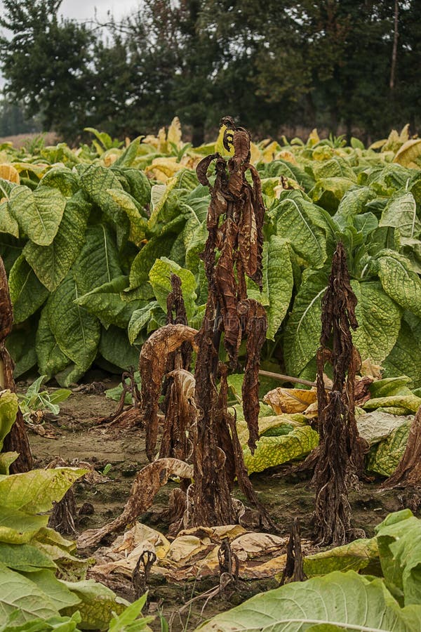 La Maladie Du Tabac En Feuilles. Photo stock - Image du cordon ...