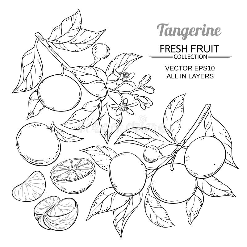 Marco Del Vector De La Mandarina Ilustración del Vector - Ilustración ...