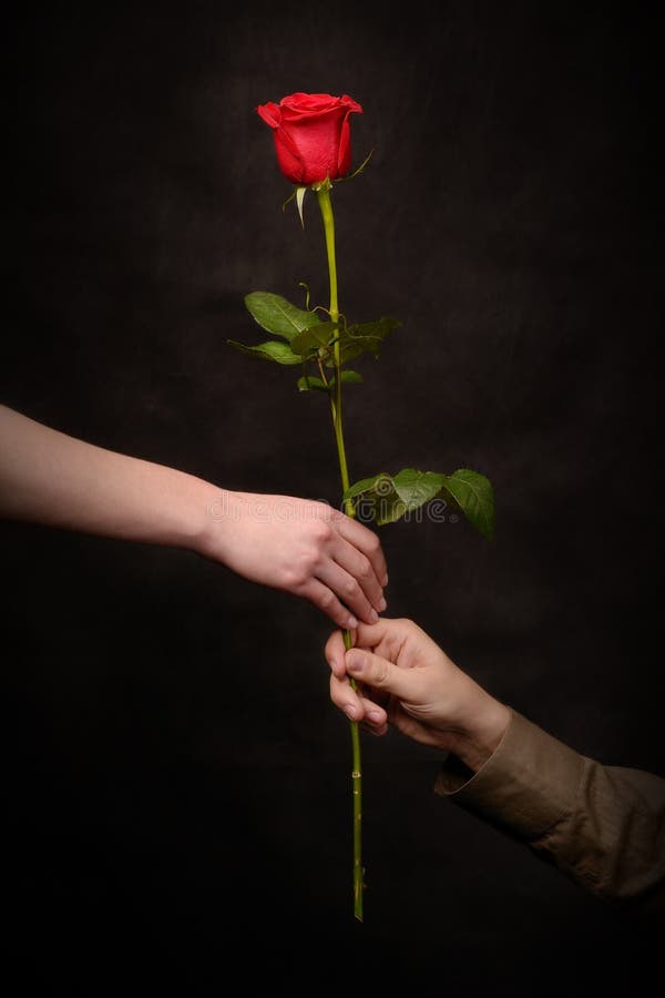 La Mano Del Hombre Que Da Una Rosa Imagen de archivo - Imagen de rosa ...