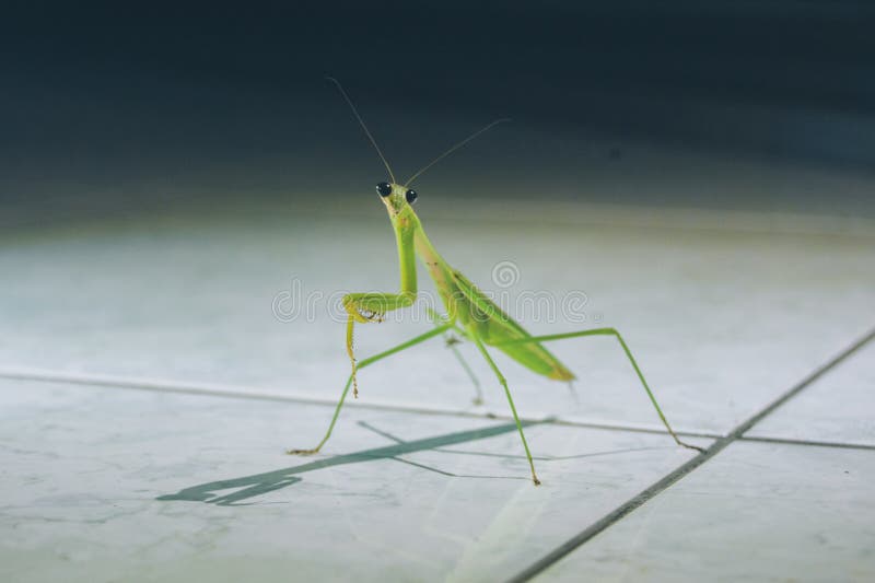 La Mantis Rezadora Que Se Presenta Como Modelo Es Muy Linda Foto de ...