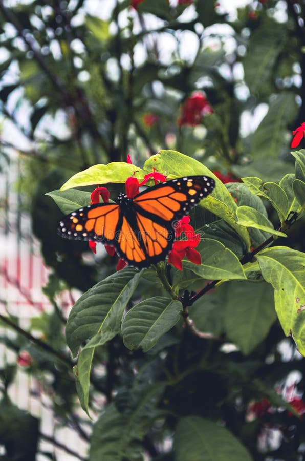 Mariposa Monarca /monarch Butterfly Stock Photo - Image of monarca ...