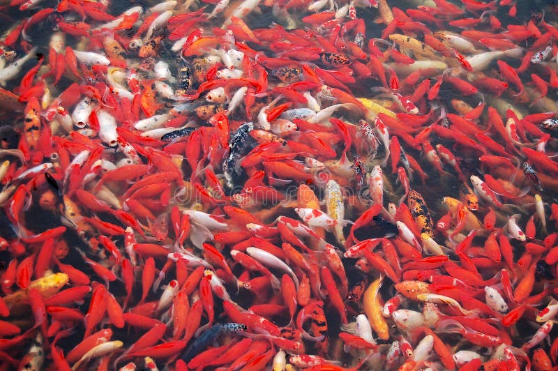 La Masa De Los Pescados Del Oro Y La Carpa Pescan En Piscina Foto de ... La Masa De Los Pescados Del Oro Y La Carpa Pescan En Piscina Foto de ...