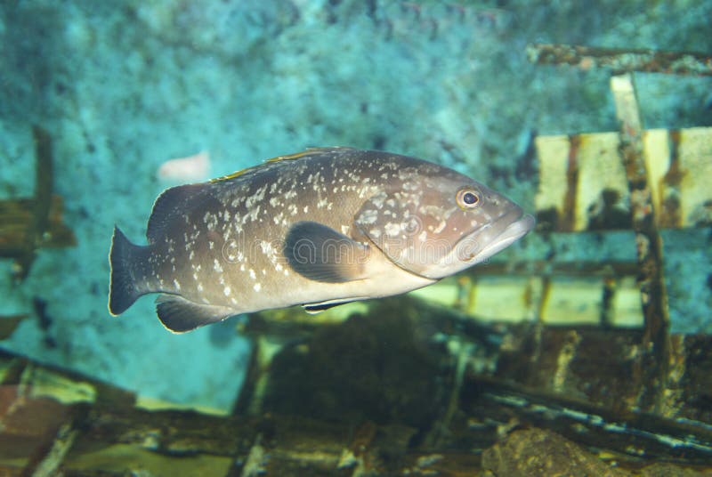 La Mer Méditerranée De Poissons Type Photo stock - Image du type, patte ...