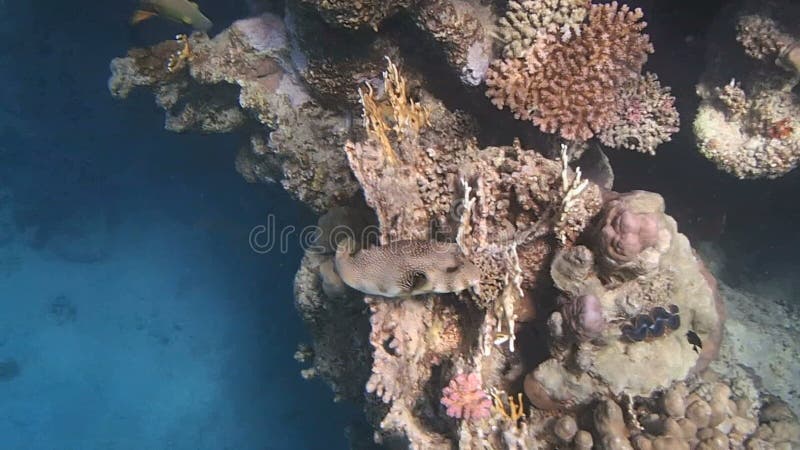 La Mer Rouge étonnante banque de vidéos. Vidéo du durée - 46610320