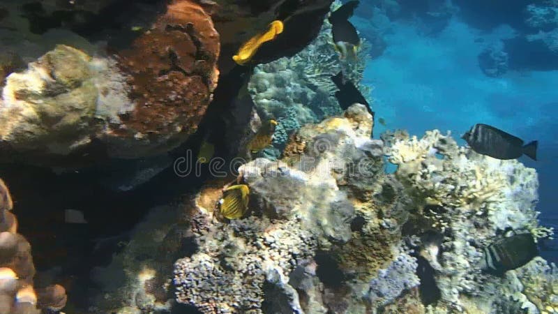 La Mer Rouge étonnante banque de vidéos. Vidéo du durée - 46610320