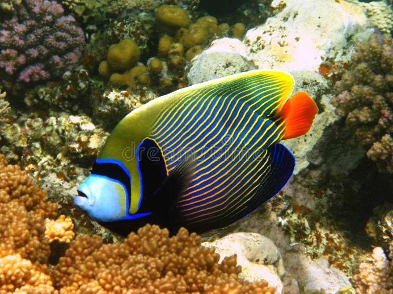 La Mer Rouge D'empereur D'angelfish Image stock - Image du détendez ...