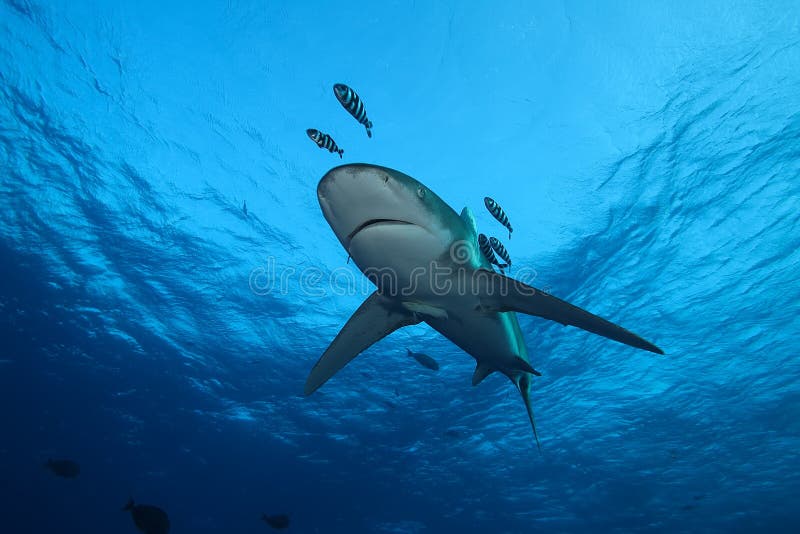 La Mer Rouge De Grand Requin Dangereux Image stock - Image du beauté ...
