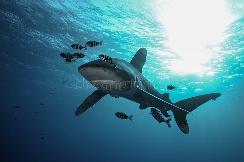 La Mer Rouge De Grand Requin Dangereux Photo stock - Image du saltwater ...