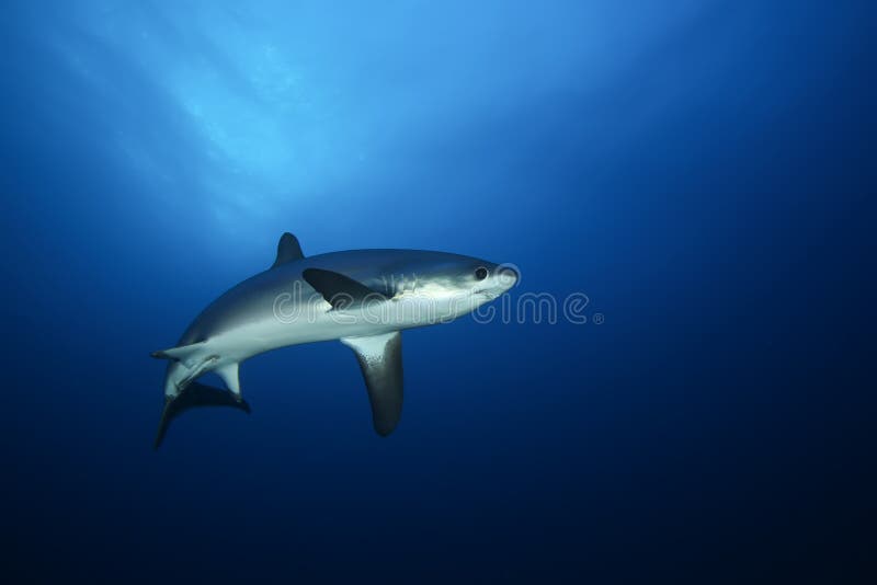 La Mer Rouge De Grand Requin Dangereux Image stock - Image of danger ...