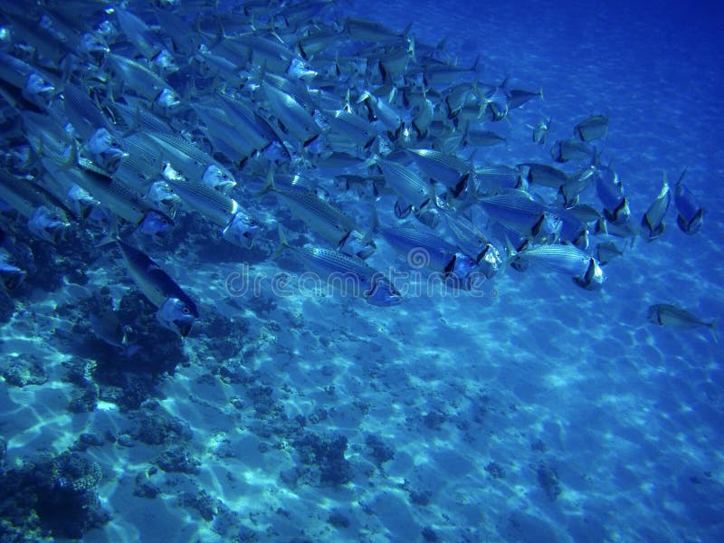 La Mer Rouge de poissons image stock. Image du inférieur - 8195481