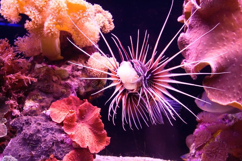 80,135 Photos de Poissons De La Mer Rouge - Photos de stock gratuites ...