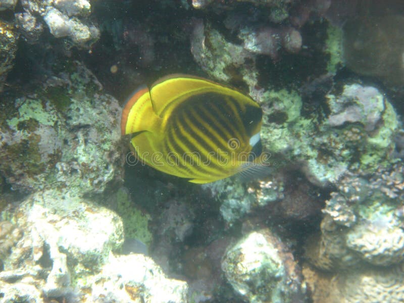 La Mer Rouge Egypte Afrique D'Anralfish Image stock - Image du scalaire ...